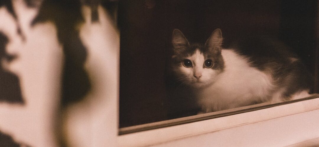 How Do I Make My Windows Not See Through At Night?